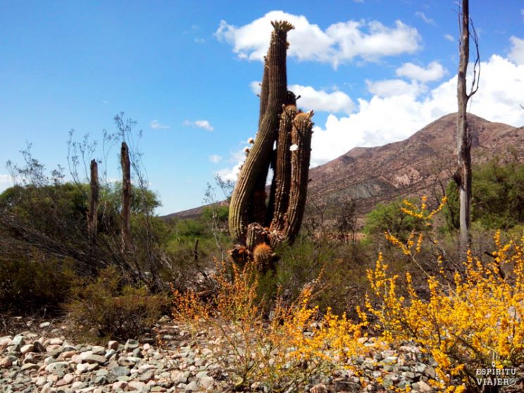 Qué ver y qué hacer en Famatina, el secreto de La Rioja